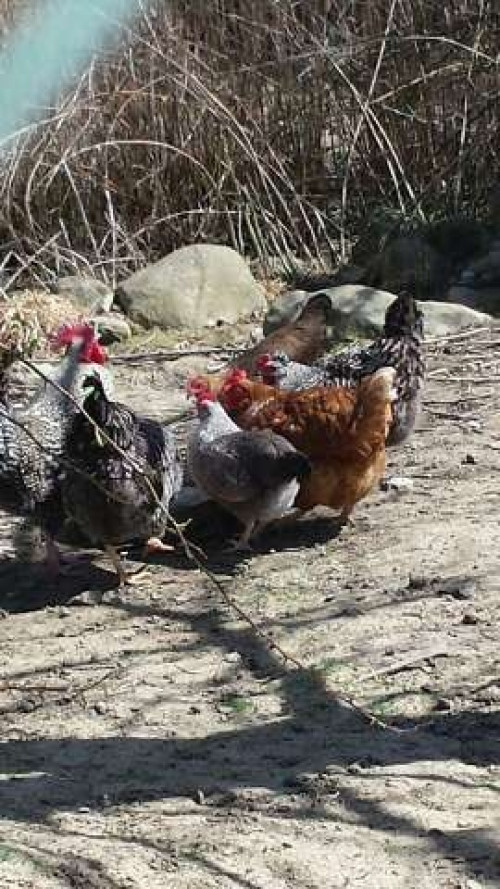 Birgit Muskat, Heilpraktikerin und ihre Hühner | Erfahrungsberichte ...